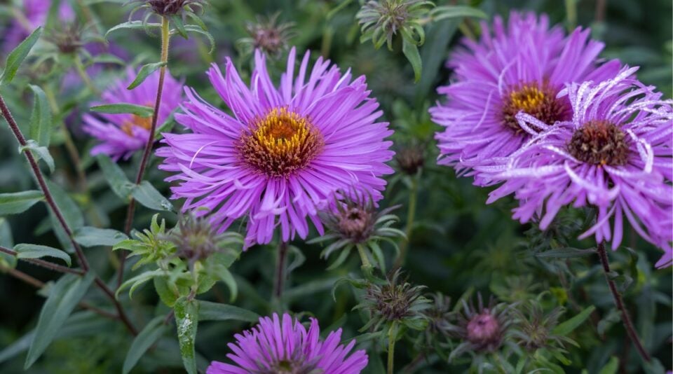 31 Recommended Native Plants for The Northeast