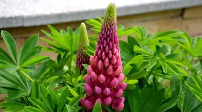 11 Beautiful Lupine Varieties for Your Garden