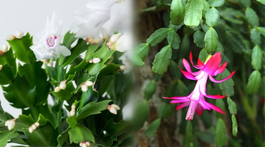 How to Plant, Grow, and Care for Thanksgiving Cactus – Nature's Gateway