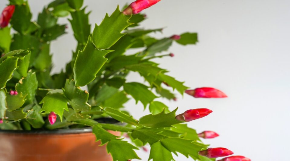 How to Get Your Thanksgiving Cactus to Rebloom