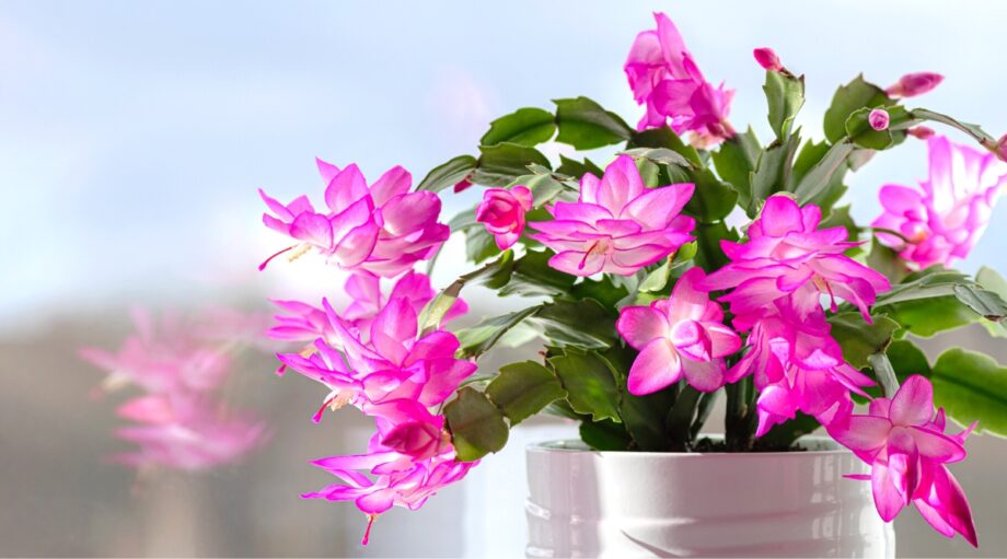 How to Plant, Grow, and Care for Thanksgiving Cactus