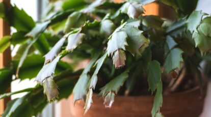 Why Isn't My Thanksgiving Cactus Blooming?