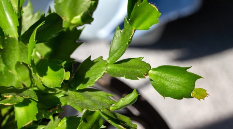 Why Isn't My Thanksgiving Cactus Blooming?