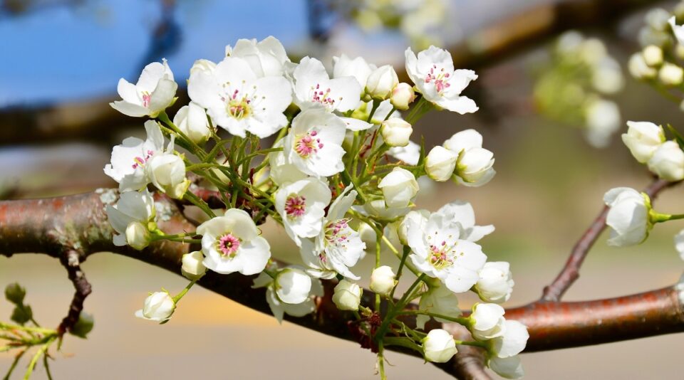 28 Invasive Plants to Avoid in The Southeast!