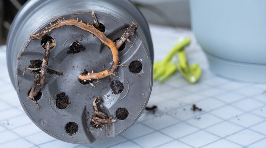 How and When to Repot Houseplants: A Repotting Plant Guide