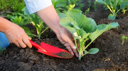 How To Thin Seedlings for A Productive Garden