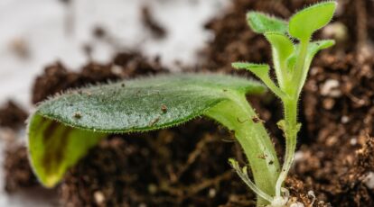 Violas, Violets, and Pansies: Grow These Frost-Ready Flowers