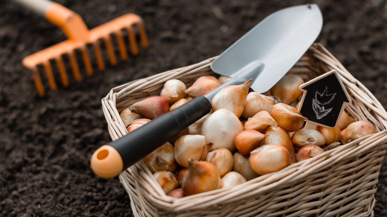 How to Prepare and Store Bulbs for Winter