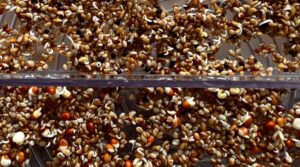 How to Use a Seed Sprouter for Delicious Homegrown Sprouts
