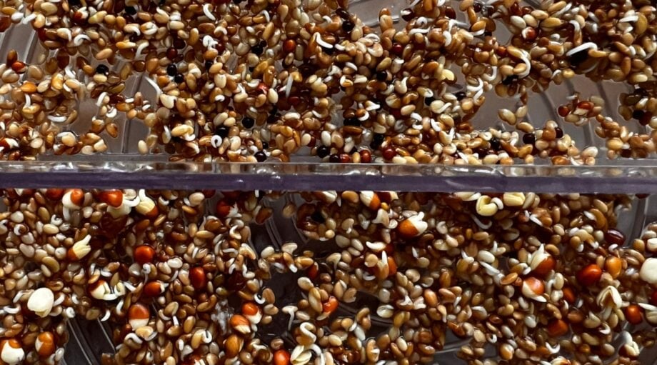How to Use a Seed Sprouter for Delicious Homegrown Sprouts