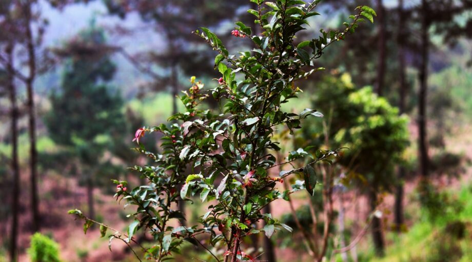 31 Recommended Native Plants for the Northwest