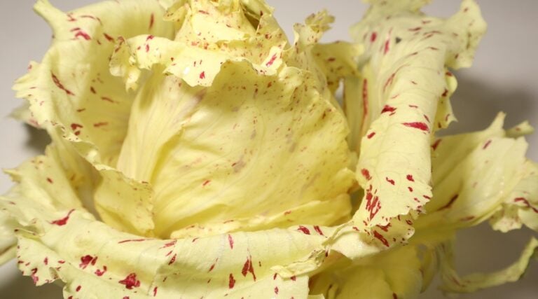 9 Delicious Radicchio Varieties You Can Grow