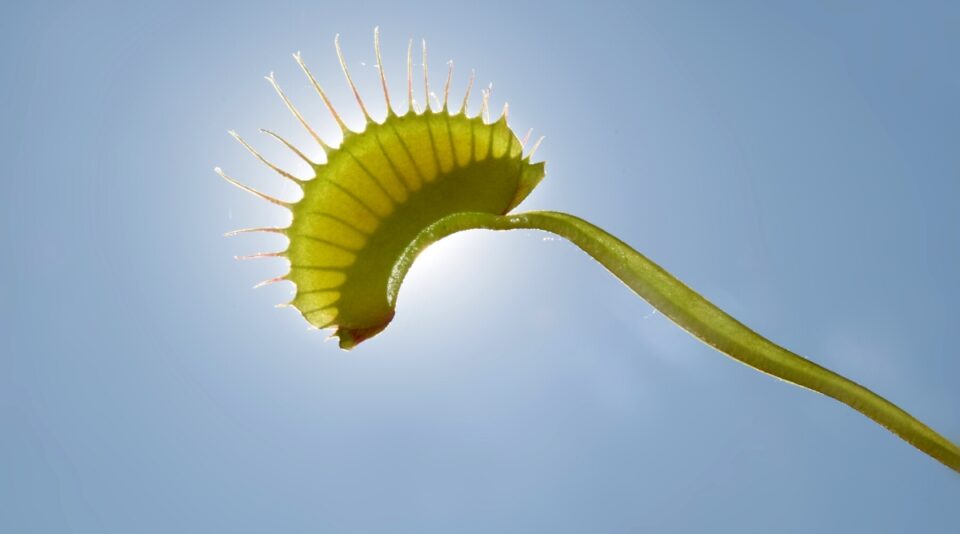 How to Plant, Grow, and Care for Venus Flytrap