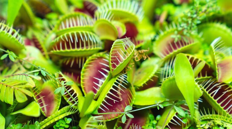 How to Plant, Grow, and Care for Venus Flytrap – Nature's Gateway