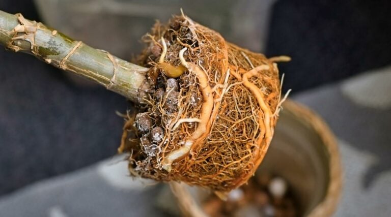 11 Ways to Prevent Transplant Shock When Moving Perennials