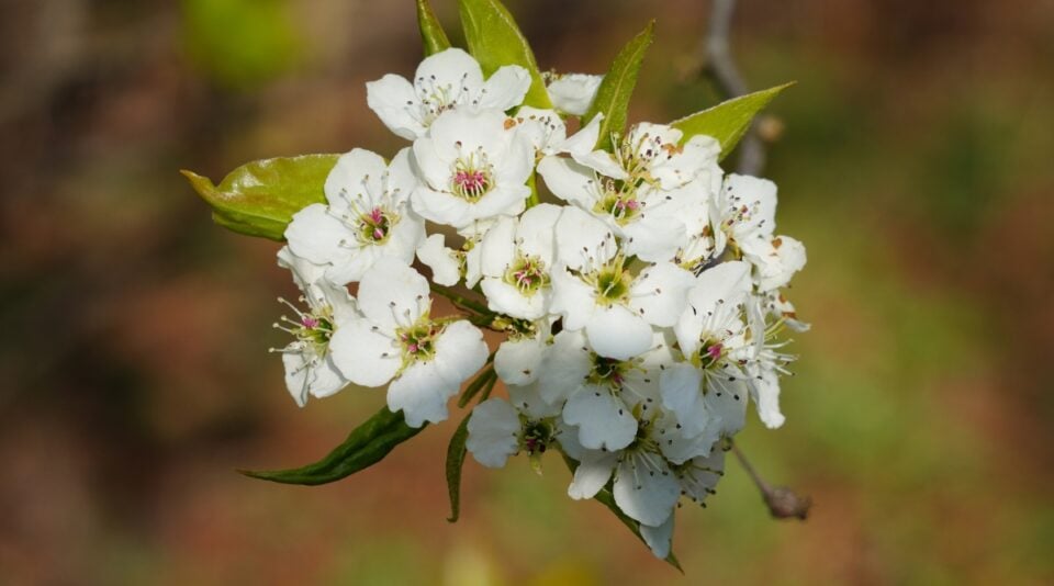 28 Invasive Plants to Avoid in The Midwest