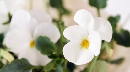 31 Cold-Hardy Viola Varieties For Your Garden