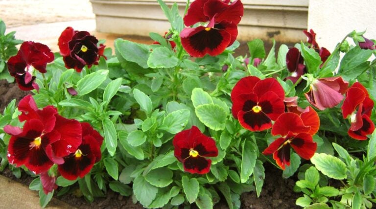 31 Cold-Hardy Viola Varieties For Your Garden