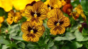 31 Cold-Hardy Viola Varieties For Your Garden
