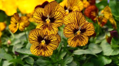 31 Cold-Hardy Viola Varieties For Your Garden