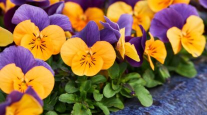Violas, Violets, and Pansies: Grow These Frost-Ready Flowers