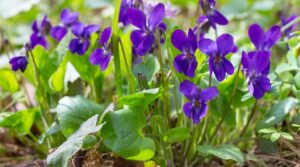 Violas, Violets, and Pansies: Grow These Frost-Ready Flowers