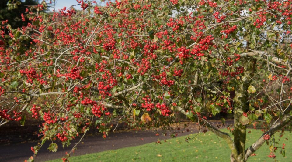 31 Recommended Native Plants for The Northeast