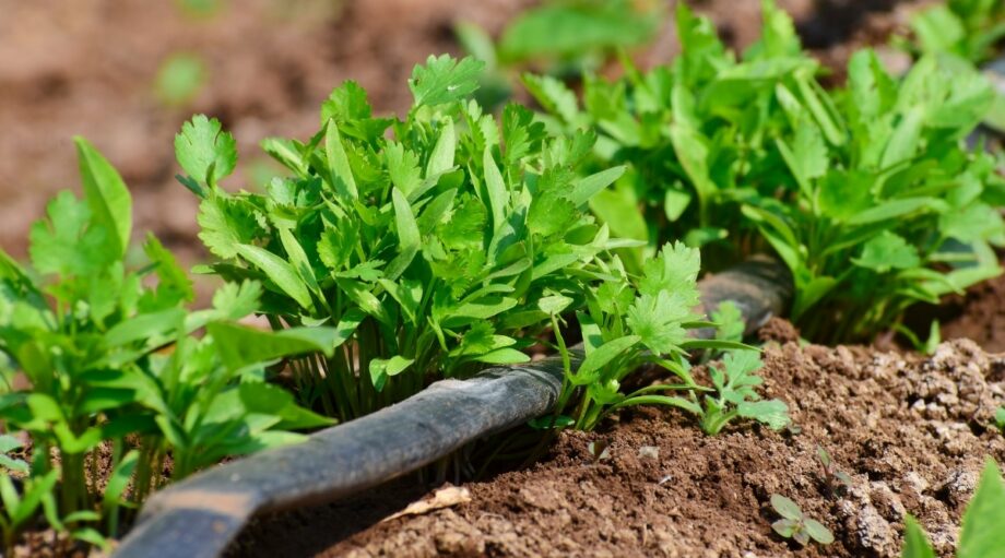 How to Plant, Grow, and Care For Cilantro