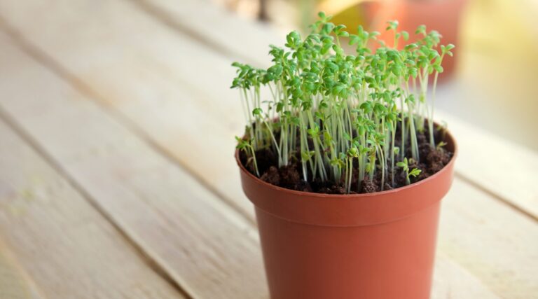 13 Potted Herbs You Can Grow Indoors for Thanksgiving Dinner