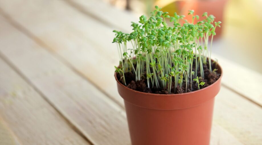 13 Potted Herbs You Can Grow Indoors for Thanksgiving Dinner