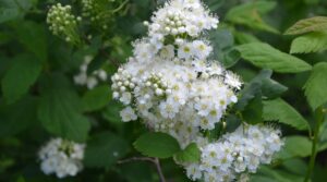 31 Beautiful Spirea Varieties For Your Landscape