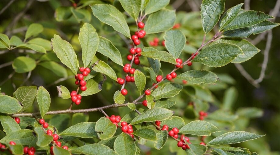 31 Recommended Native Plants for The Northeast