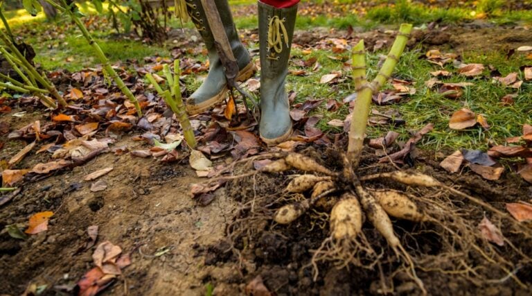 9 Tips for Digging and Storing Dahlia Tubers