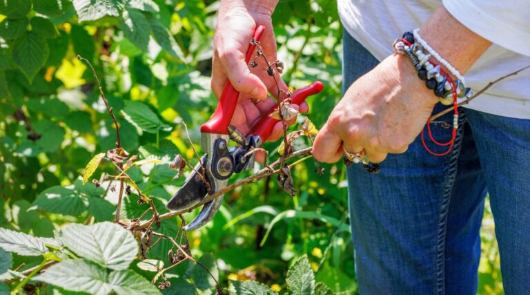 How to Prepare Raspberries for Winter in 7 Easy Steps