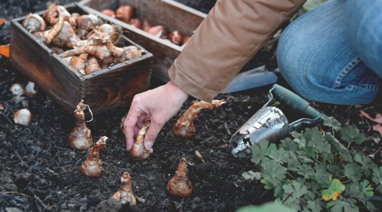 37 Seeds That Require Cold Stratification To Germinate