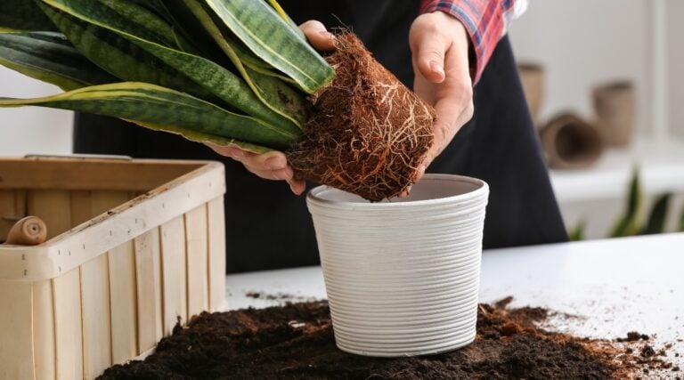 How and When to Repot Houseplants: A Repotting Plant Guide