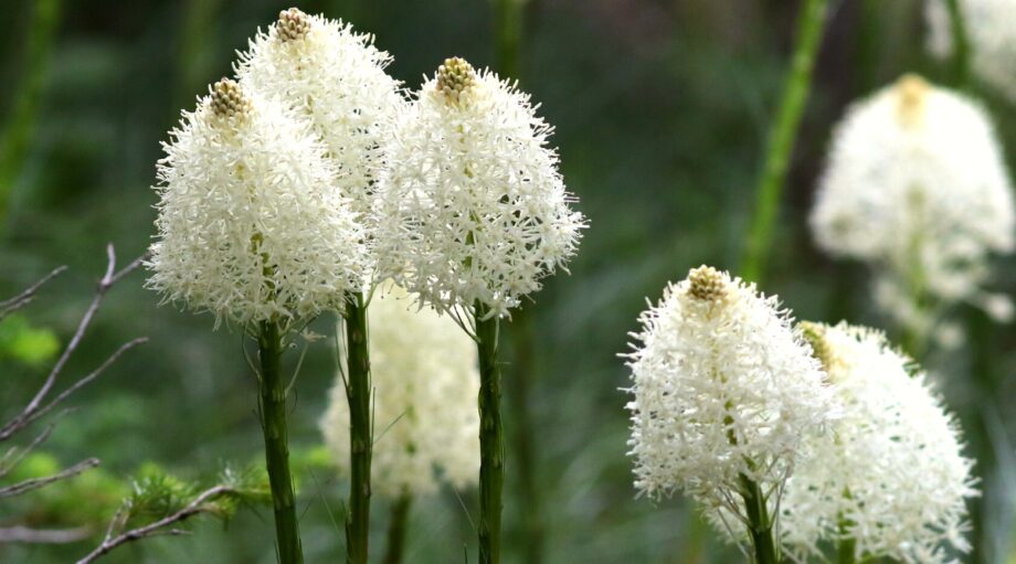 31 Recommended Native Plants for the Northwest