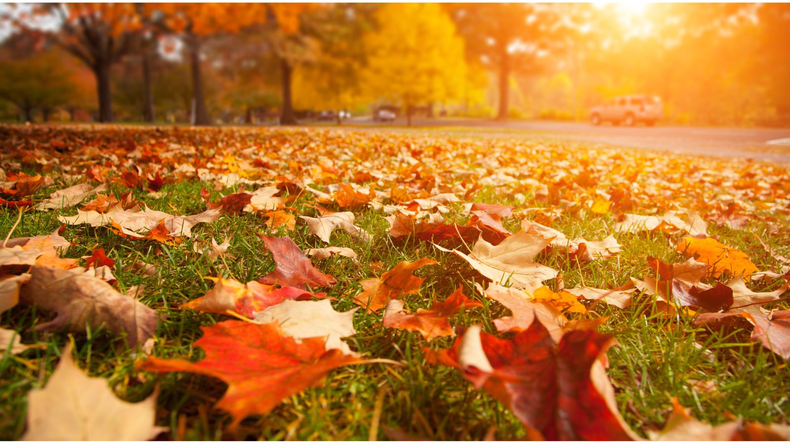11 Ways to Give Your Fall Leaves a Second Life