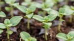 How to Plant, Grow, and Care for Snapdragons