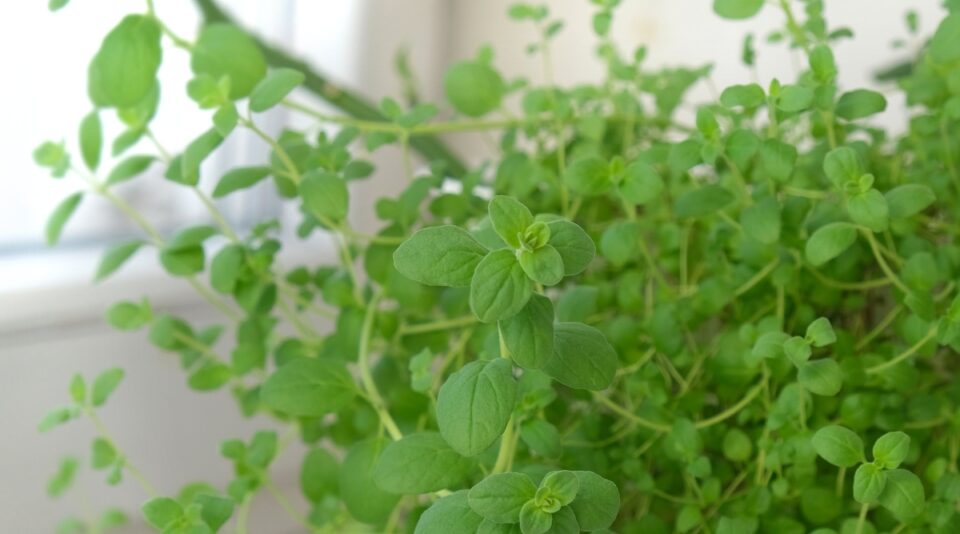 13 Potted Herbs You Can Grow Indoors for Thanksgiving Dinner