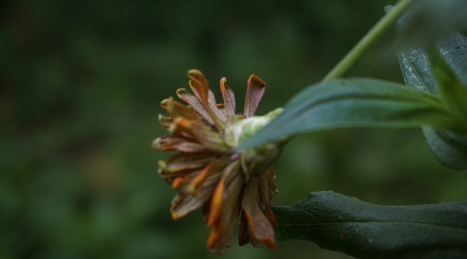 15 Common Zinnia-Growing Problems