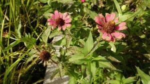 15 Common Zinnia-Growing Problems