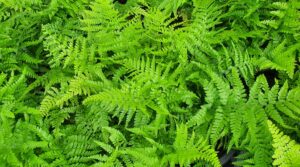 How to Plant, Grow, and Care for Lady Ferns