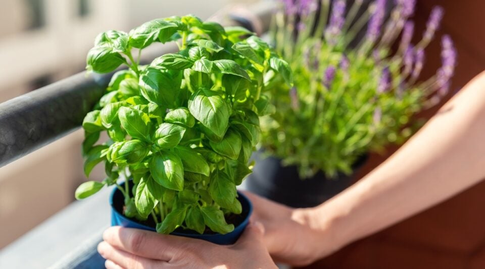 How to Create a Vertical Herb Garden in Your Kitchen