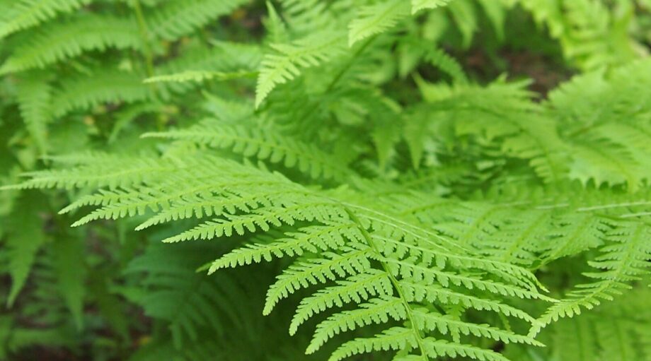 How to Plant, Grow, and Care for Lady Ferns