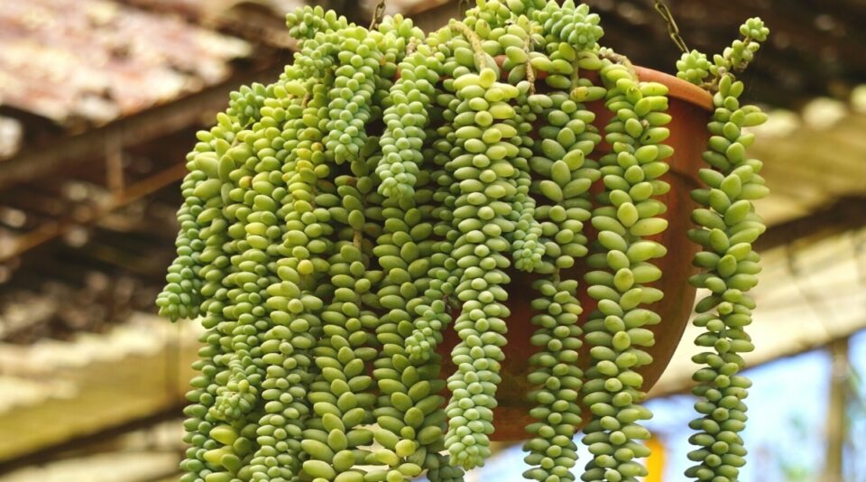 How to Plant, Grow and Care For Burros Tail Succulents