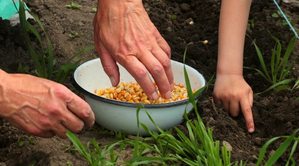 17 Plants Kids Love To Grow From Seed
