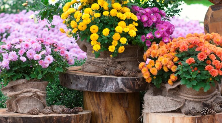 How to Overwinter Perennial Plants in Pots & Containers