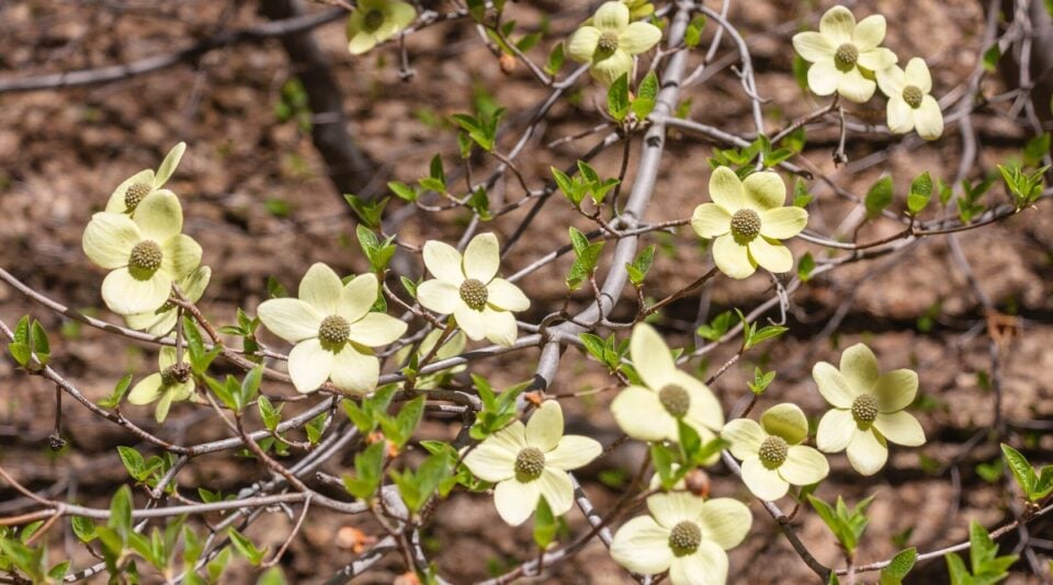 21 Dogwood Tree Varieties for Your Garden