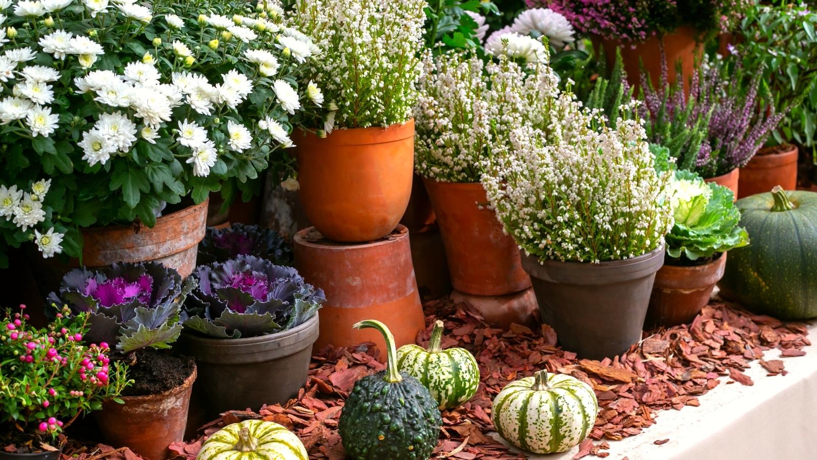 27 Plants for Gorgeous Fall Containers